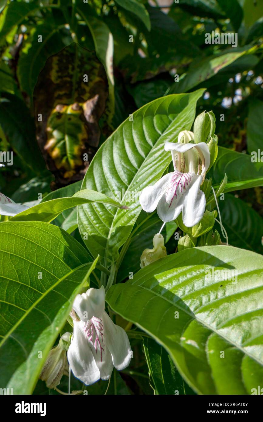 Vasaka plant hi-res stock photography and images - Alamy