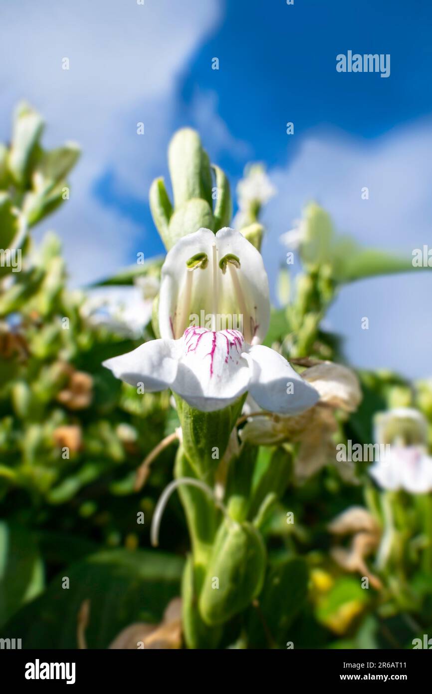 Vasaka plant hi-res stock photography and images - Alamy