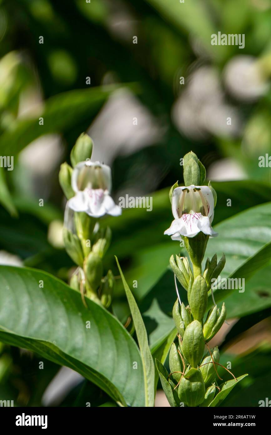 Vasaka plant hi-res stock photography and images - Alamy