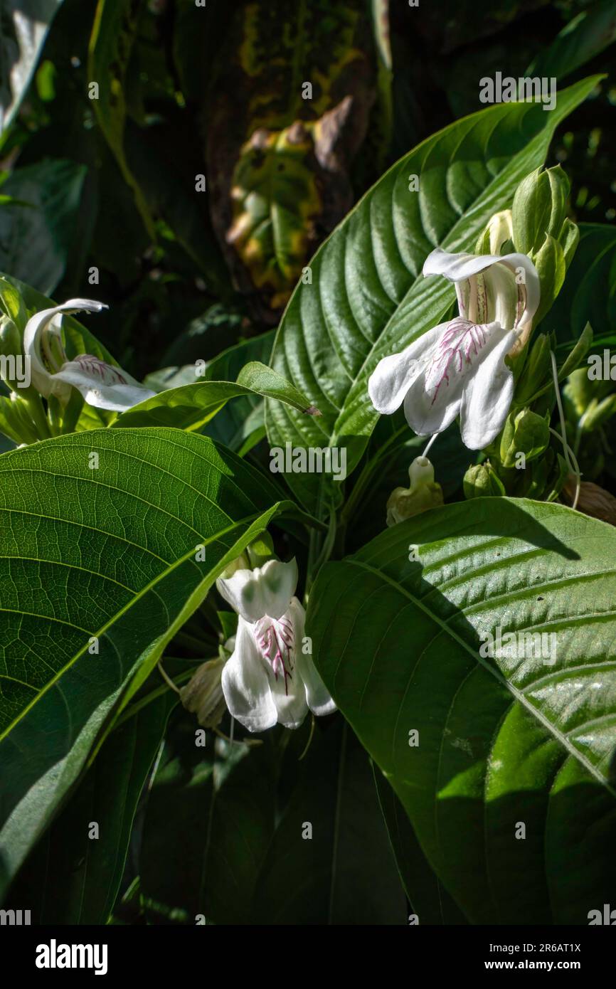 Vasaka plant hi-res stock photography and images - Alamy