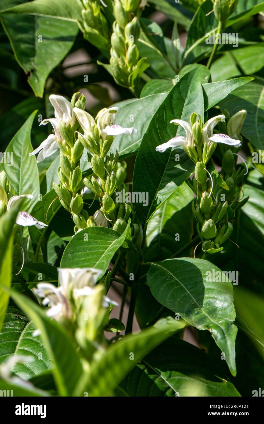 White flowers of Malabar nut or Justicia adhatoda or adulsa or vasa or ...