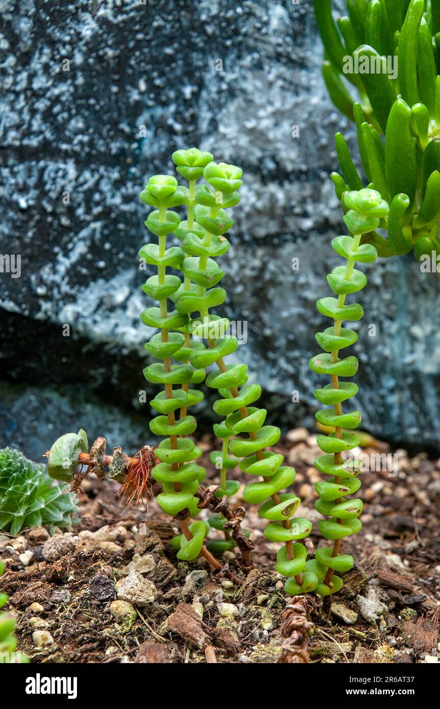 Sydney Australia, crassula marnieriana or worm plant in garden Stock ...