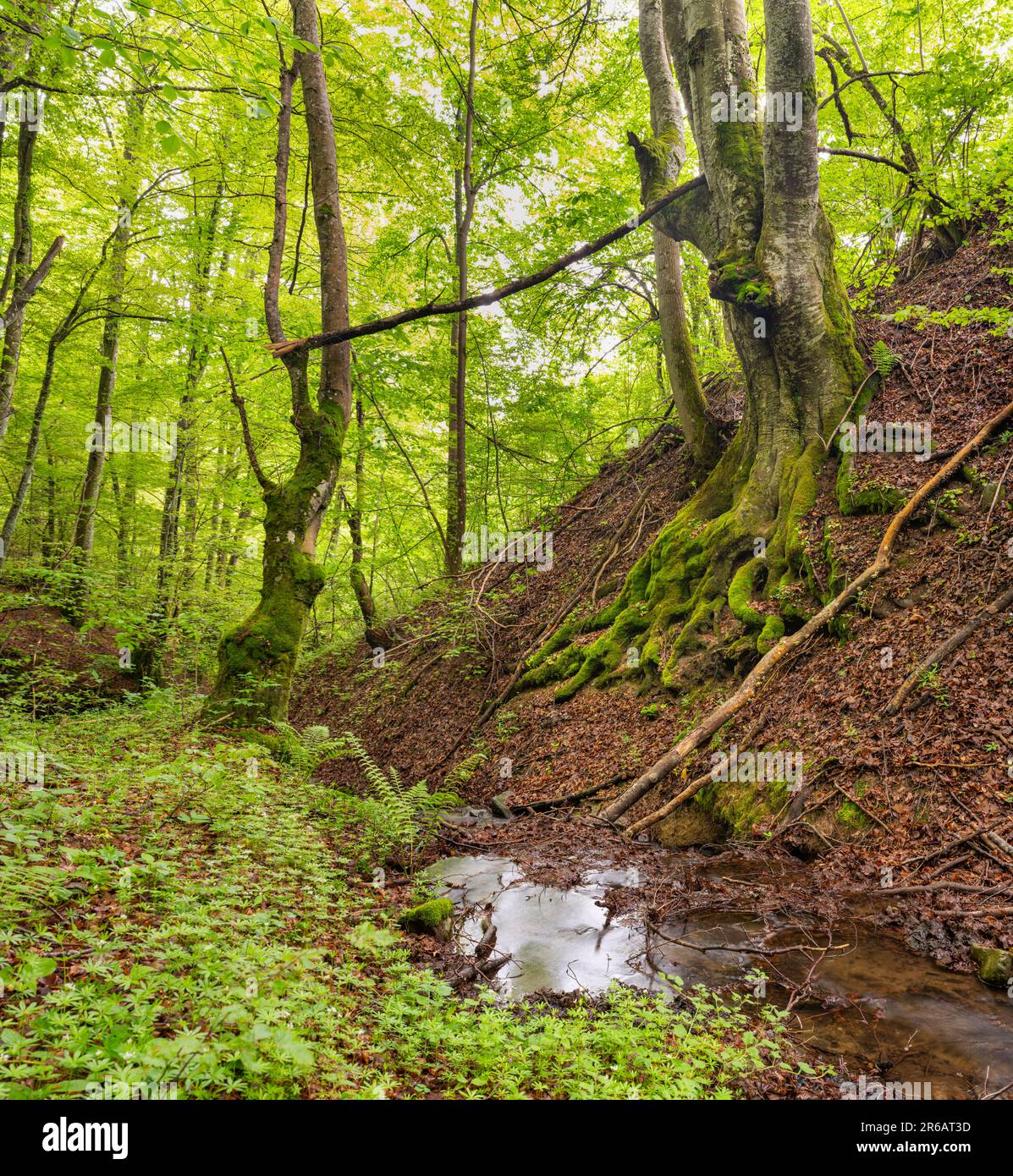 Untouched natural beech forest in spring hi-res stock photography and ...