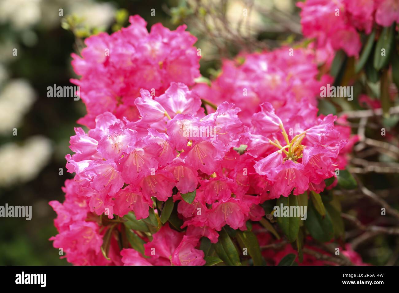 pink rhododendrons in the garden, in may Stock Photo - Alamy