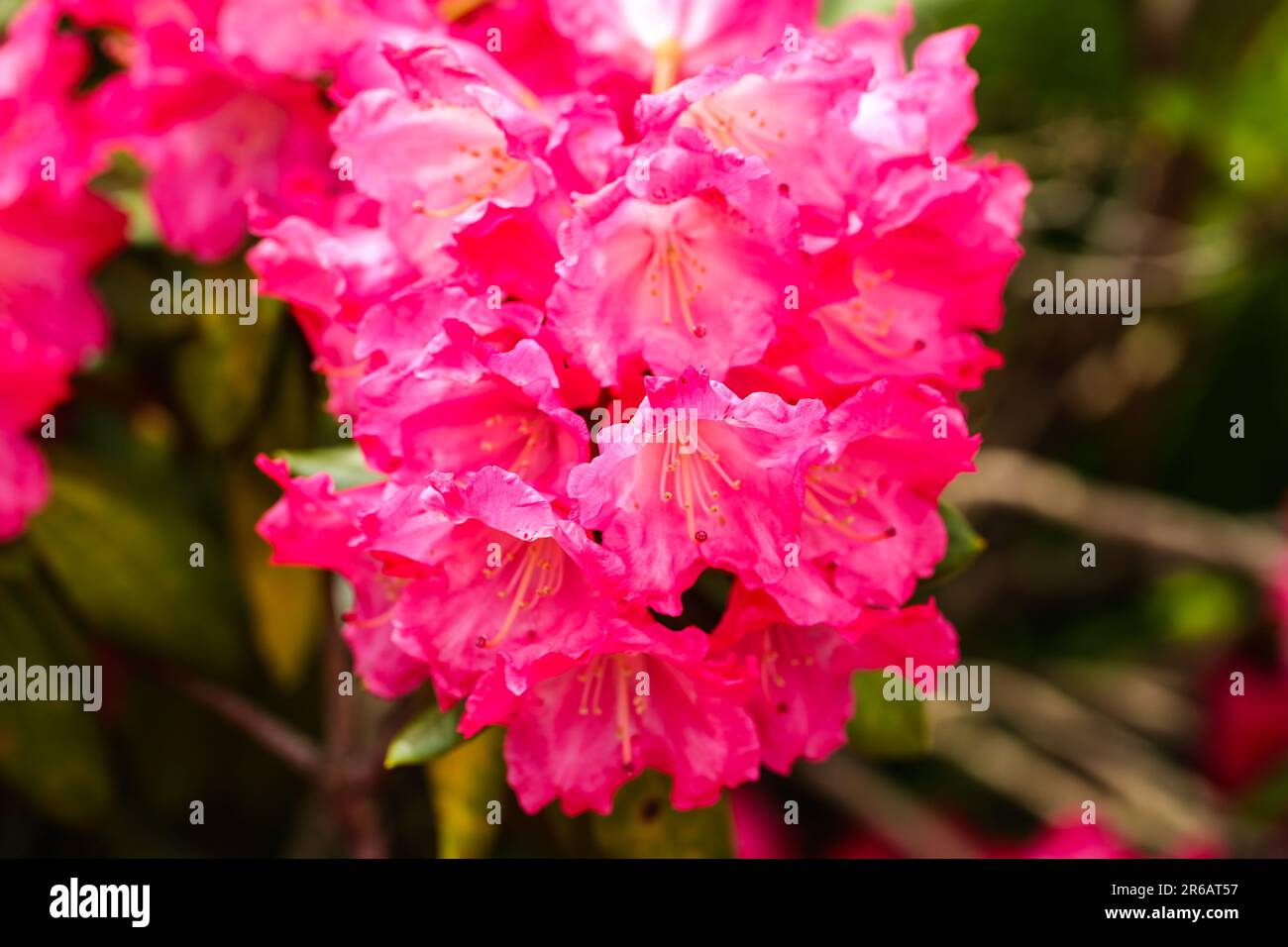 pink rhododendrons in the garden, in may Stock Photo - Alamy