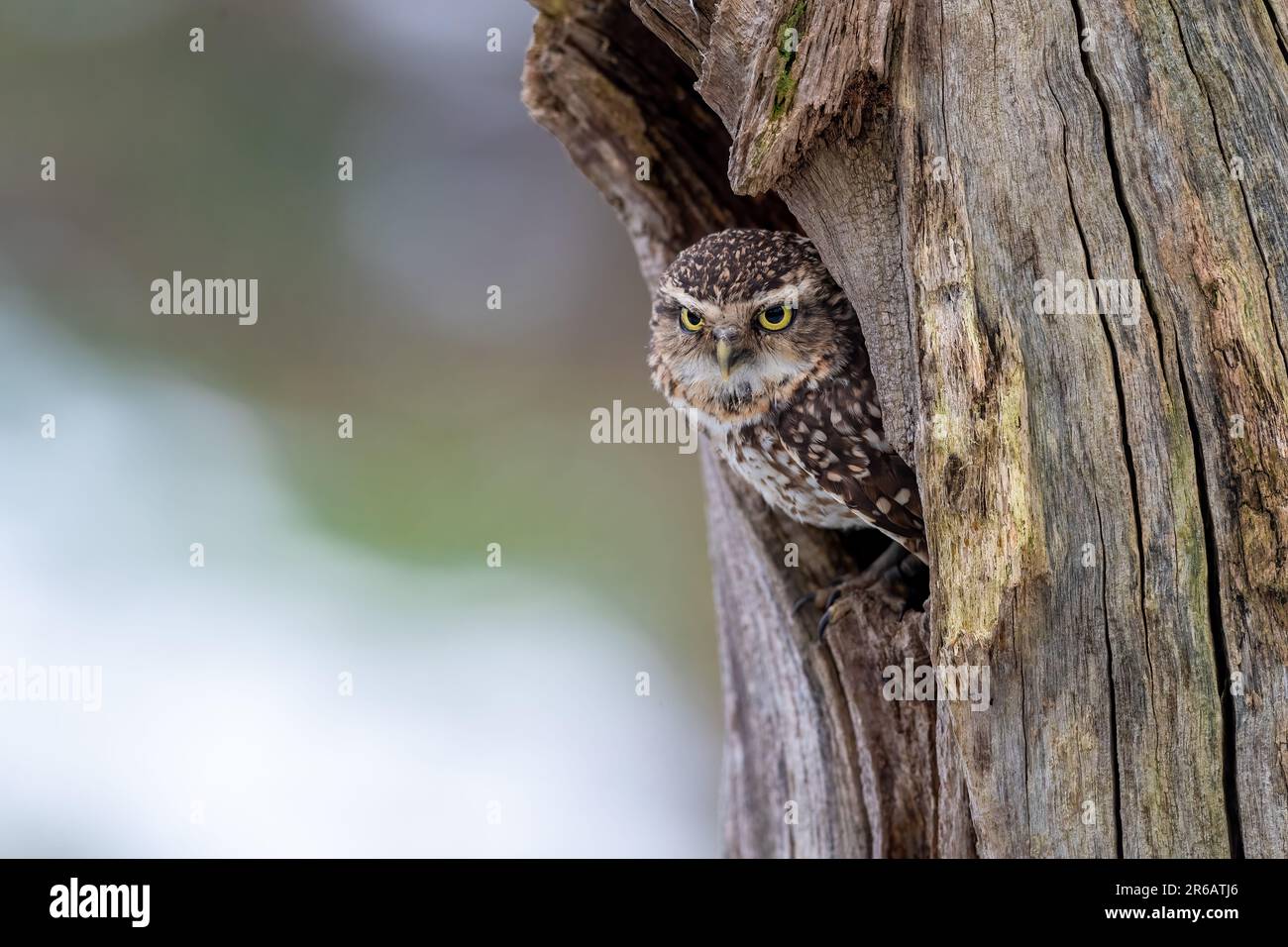 An adorable little owl peeking out from behind a tree trunk Stock Photo ...