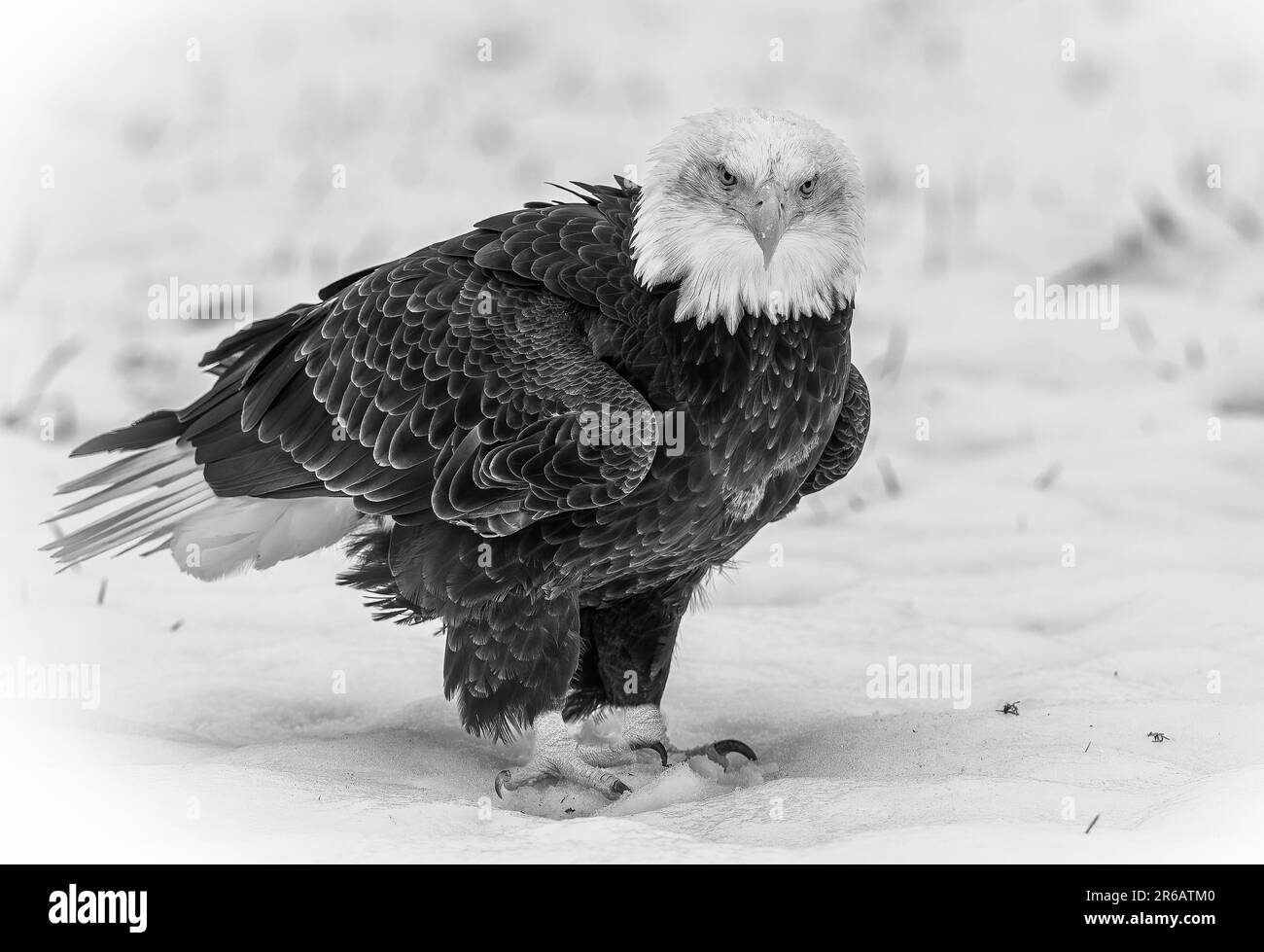 Majestic eagle wingspan Black and White Stock Photos & Images - Alamy