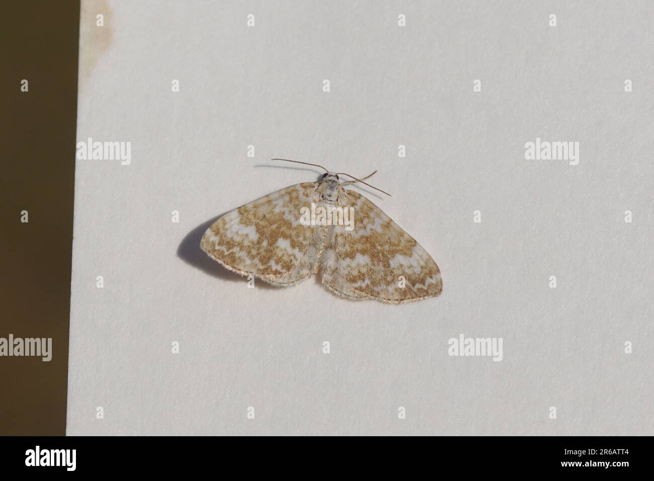 Sandy carpet, sandy rivulet (Perizoma flavofasciata). Resting on a ...