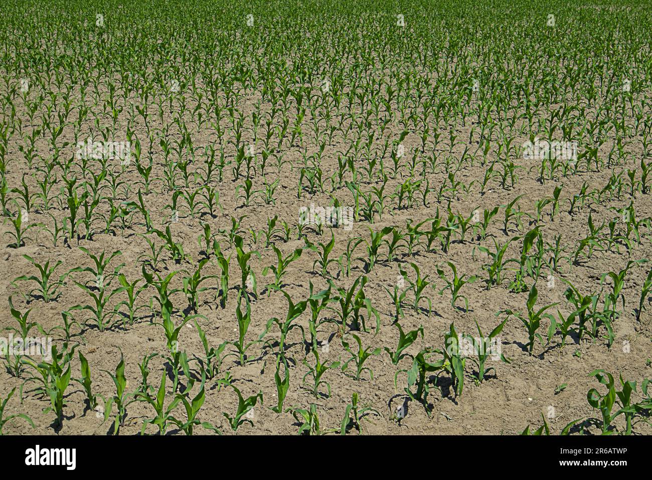 Corn field, young sprouts of a plant,farming, agriculture Stock Photo ...