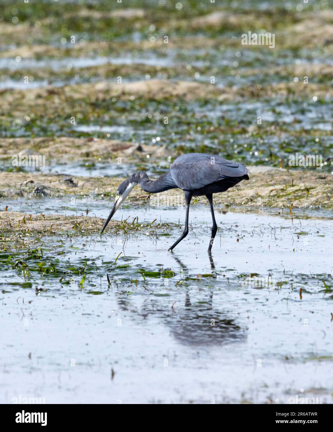 Heart morph hi-res stock photography and images - Alamy