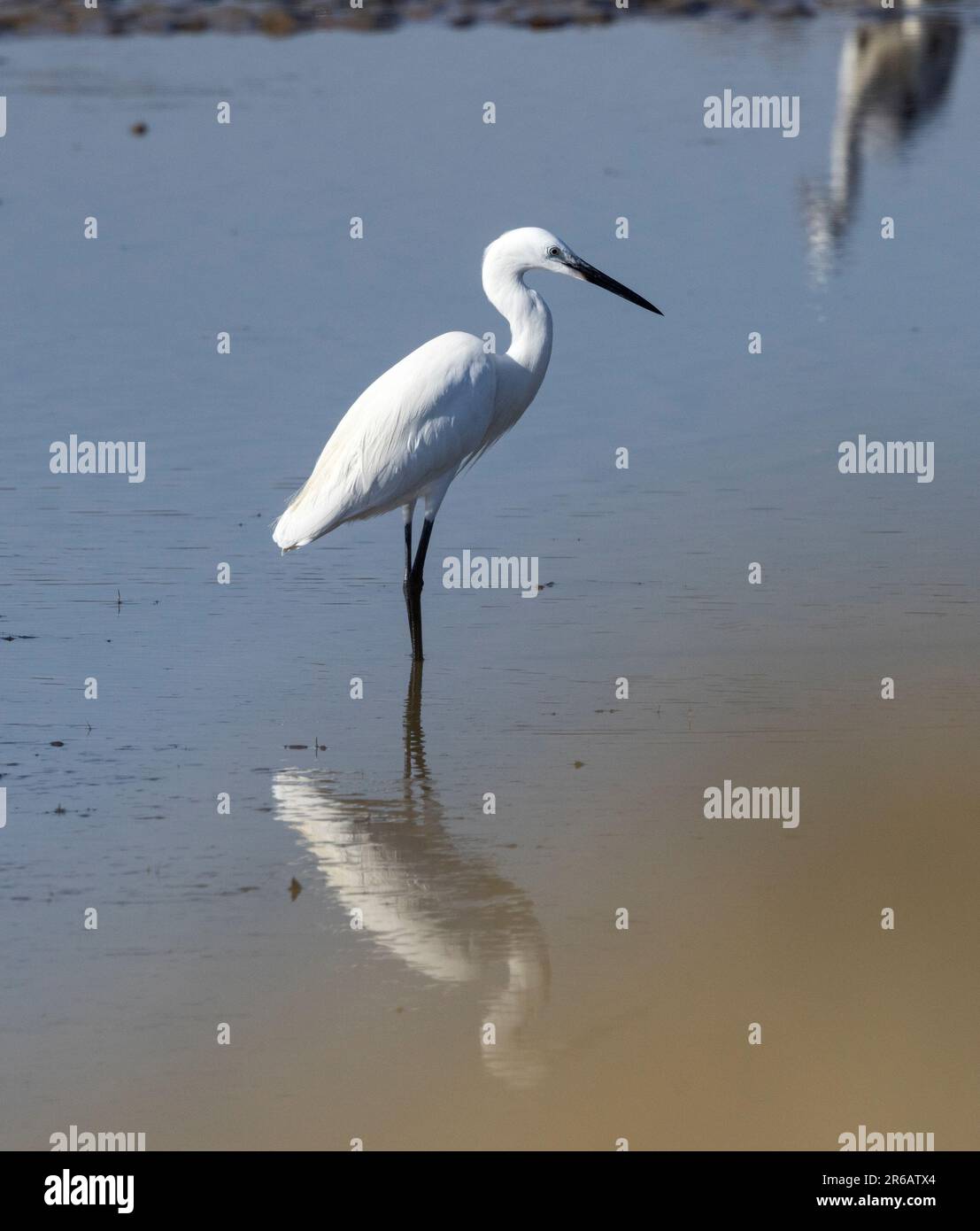 The white morph version of the Dimorphic Egret is very similar to the ...