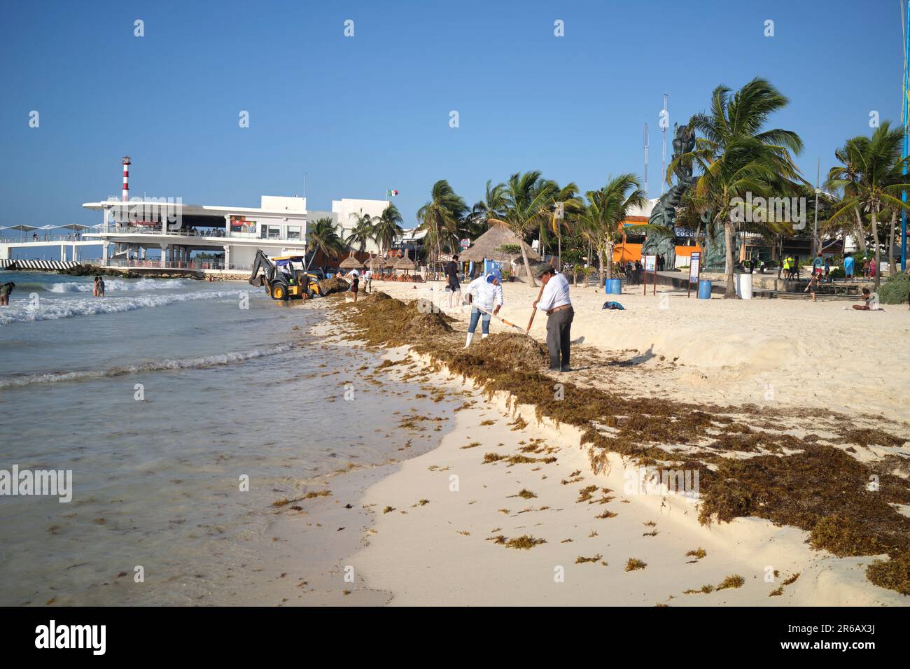 Sargassum seaweed on the beach at Puerto Morelos Yucatan Peninsula ...