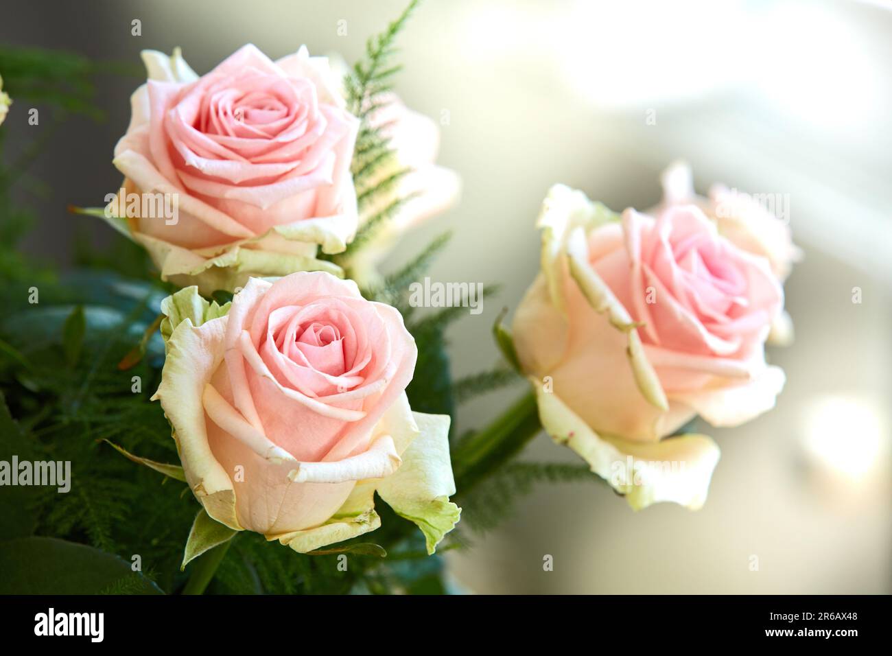 Closeup of bouquet of pink roses, nature and flowers with botany, gift ...