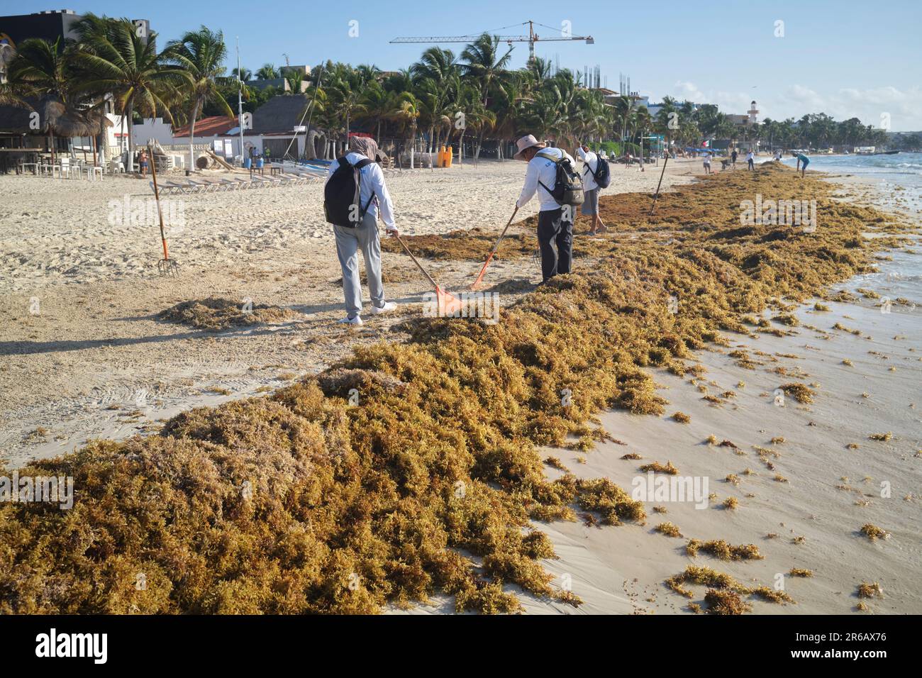 Sargassum seaweed on the beach at Puerto Morelos Yucatan Peninsula ...