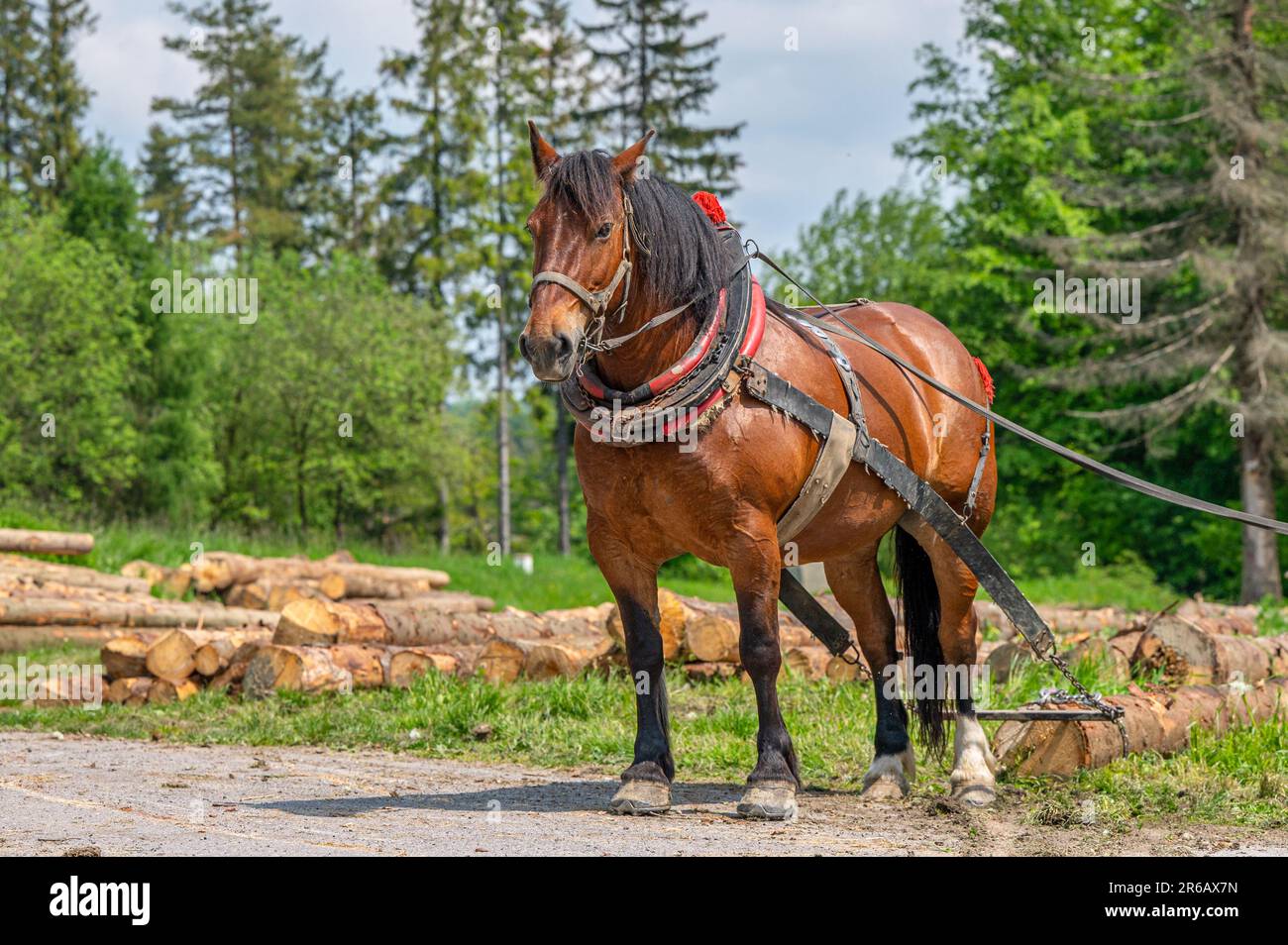 Hard Working Horse Pulling