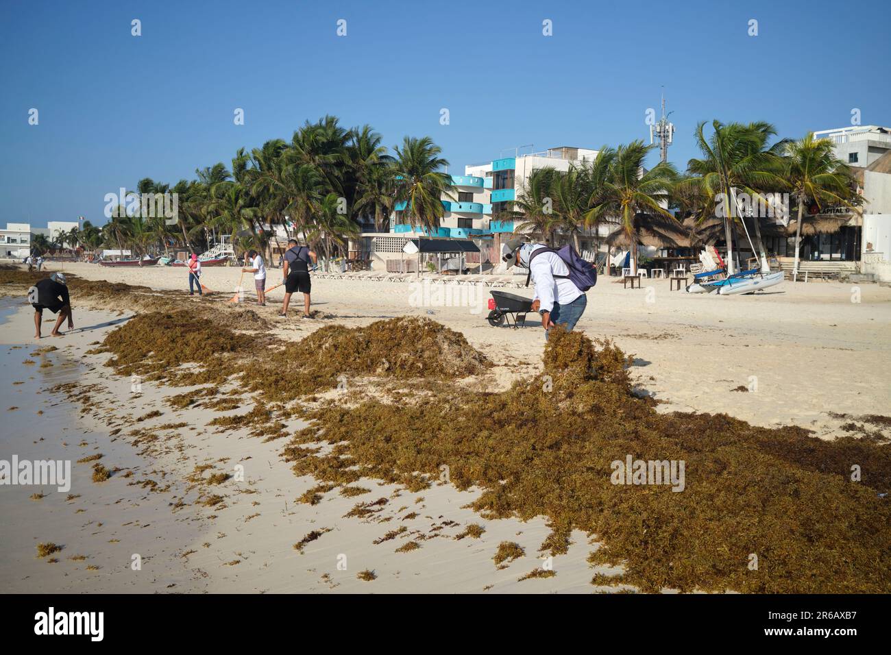 Sargassum seaweed on the beach at Puerto Morelos Yucatan Peninsula ...