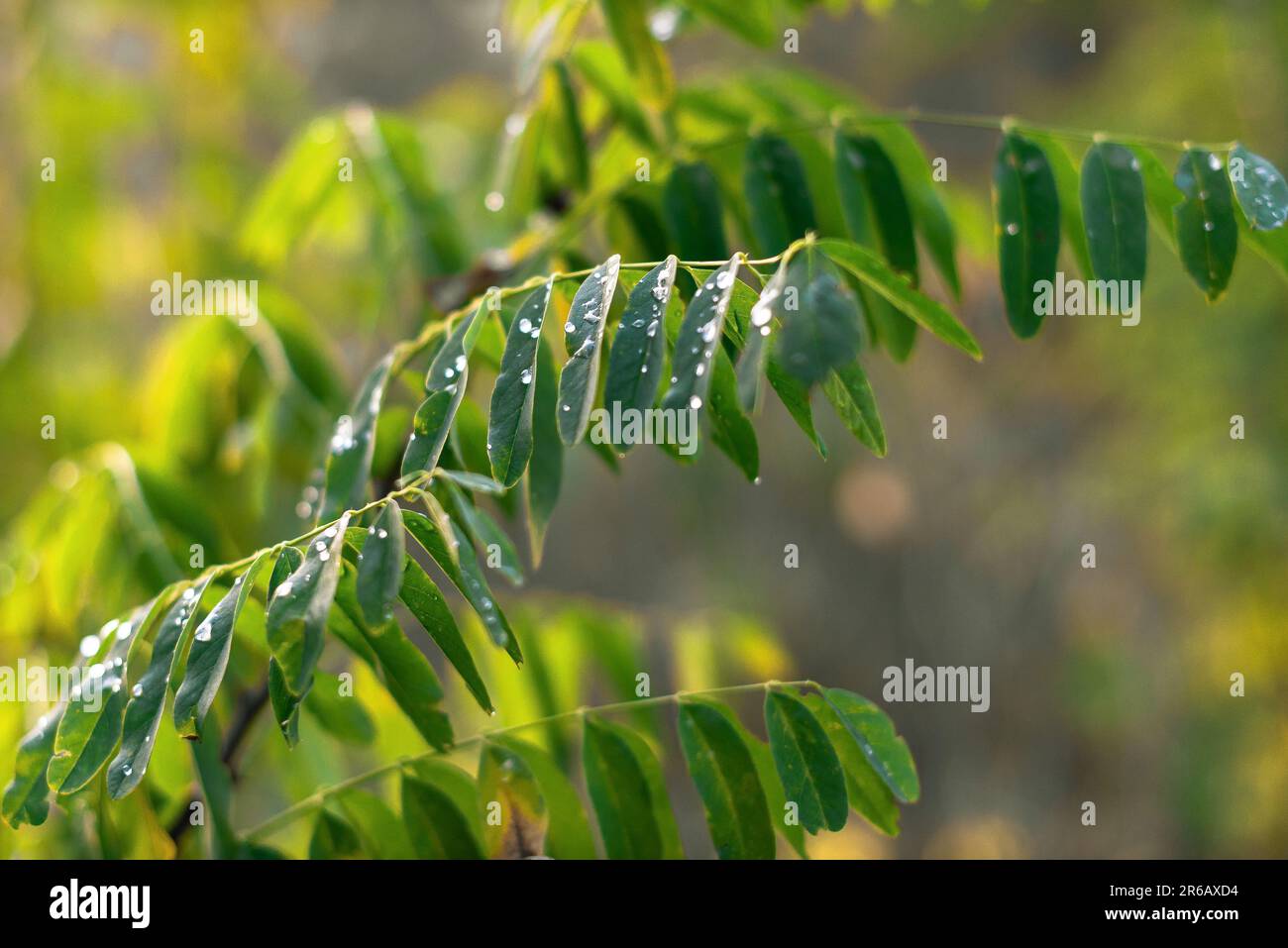 A tree with lush green foliage glistening with raindrops in the bright ...