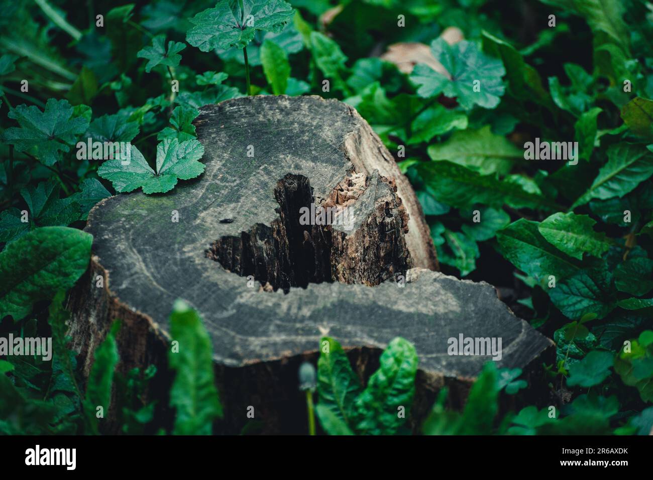 An aged tree stump rests in a sun-dappled grassy landscape, its gnarled ...