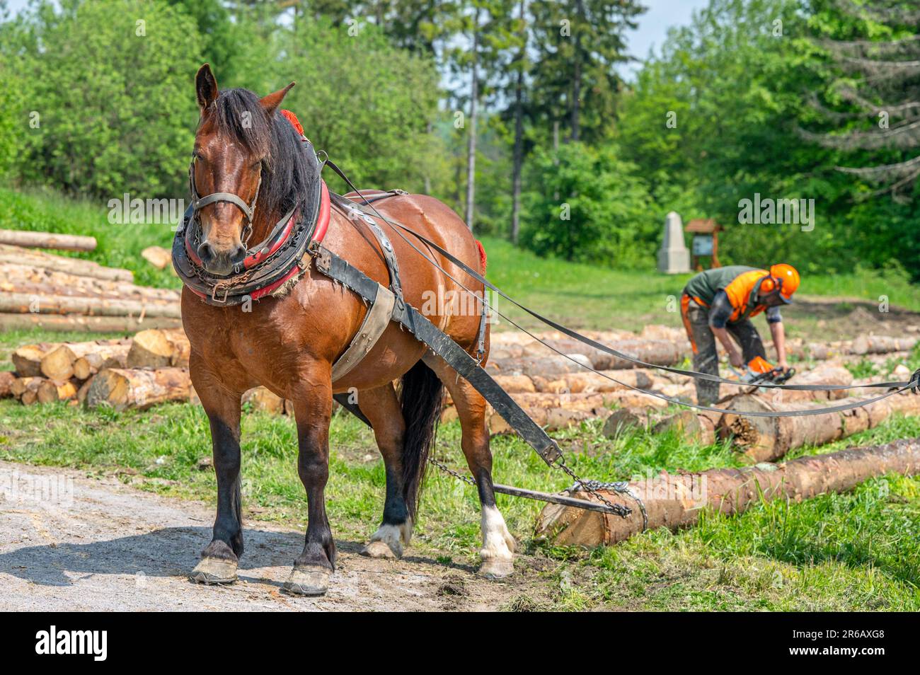 A horse working in the forest. Using a horse for pulling logs in ...