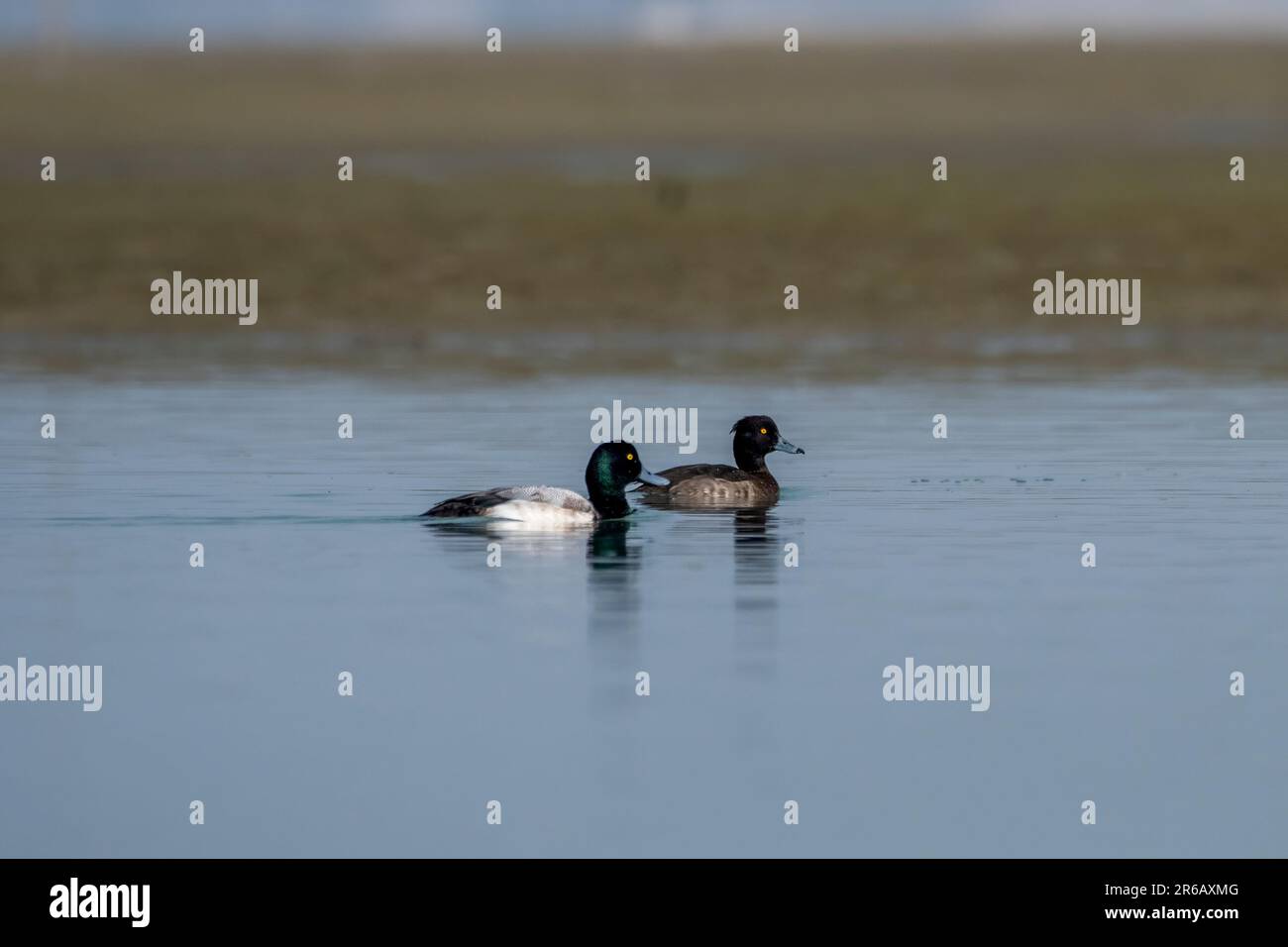 Greater scaup bluebill duck hi-res stock photography and images - Alamy