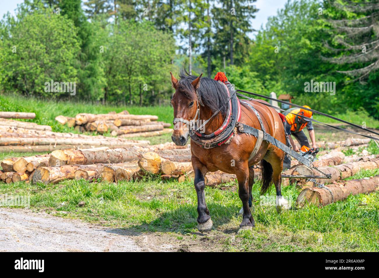 A horse working in the forest. Using a horse for pulling logs in ...