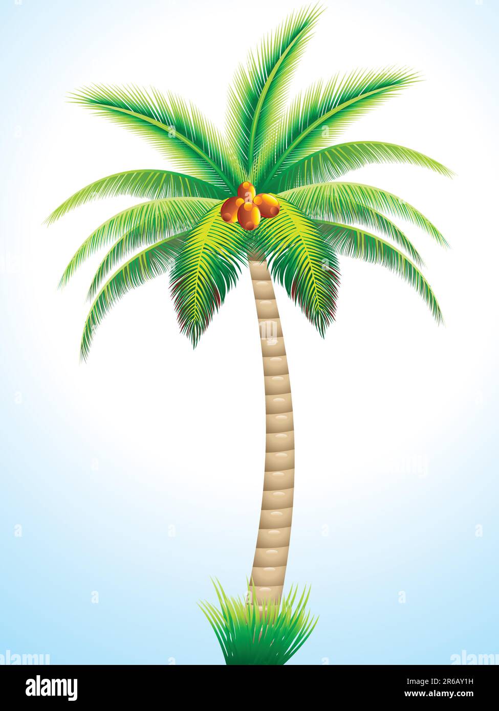 detailed palm tree with coconut vector illustration Stock Vector Image ...