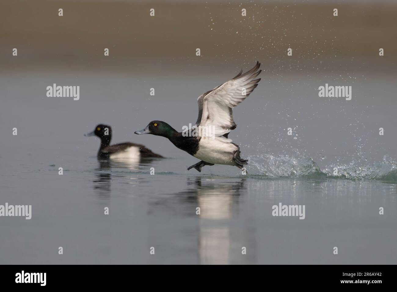 Bluebill duck hi-res stock photography and images - Alamy