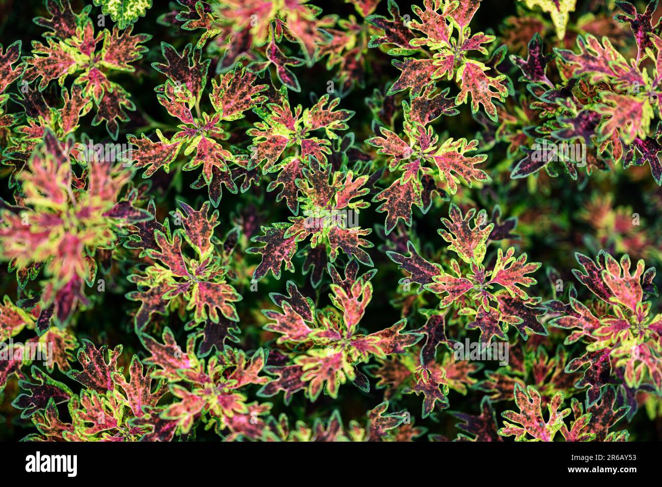 Colorful coleus leaves in the garden Stock Photo - Alamy