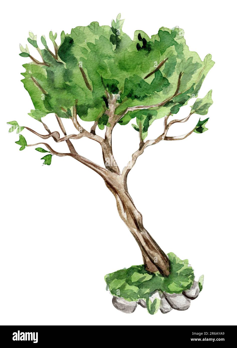 Green tree . Watercolor hand drawn illustration . Perfect for greeting ...