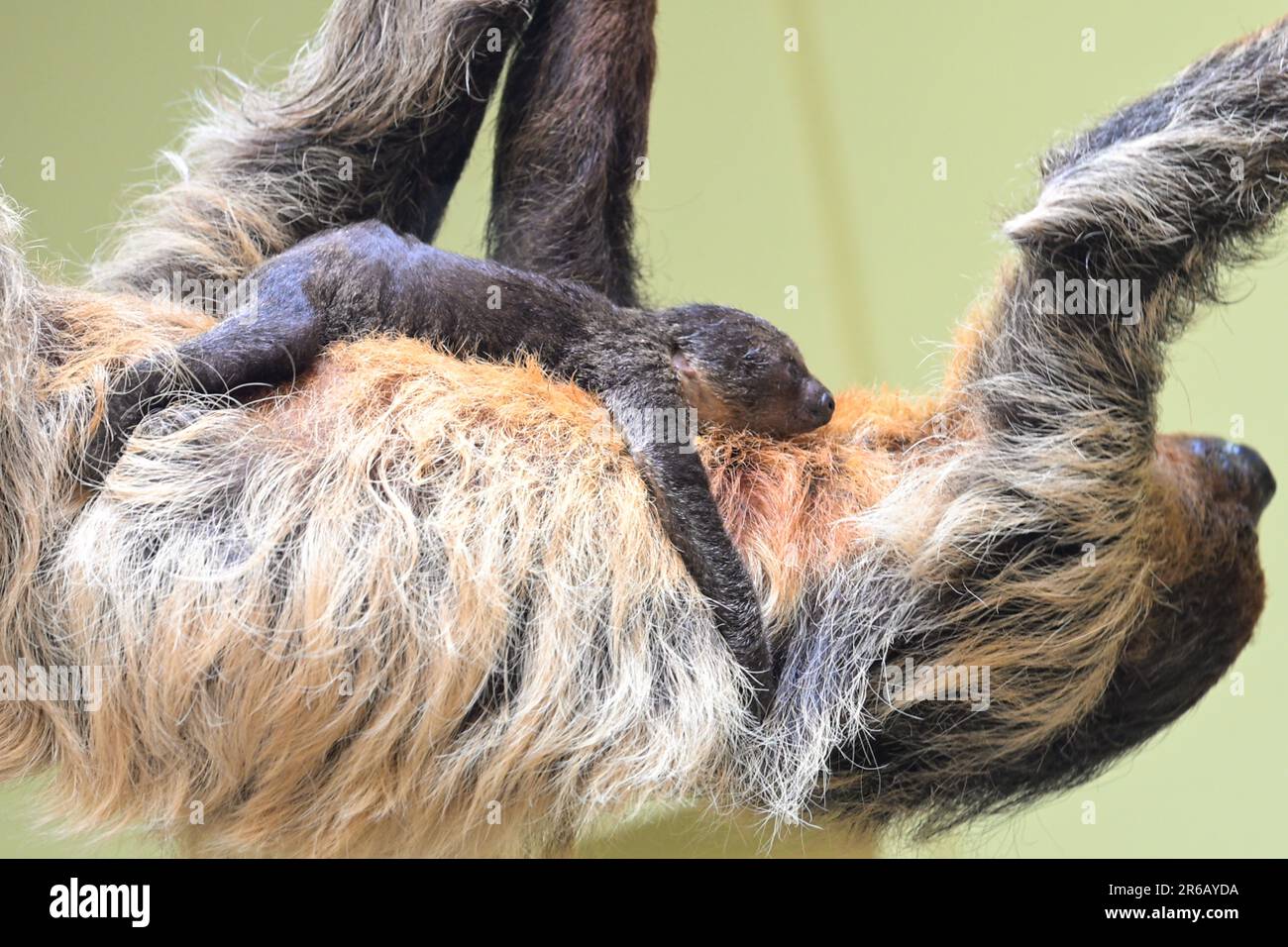 Dresden, Germany. 08th June, 2023. A young sloth lies on the belly of ...