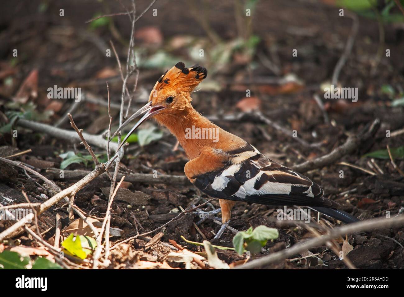 Upupa africana hi-res stock photography and images - Alamy