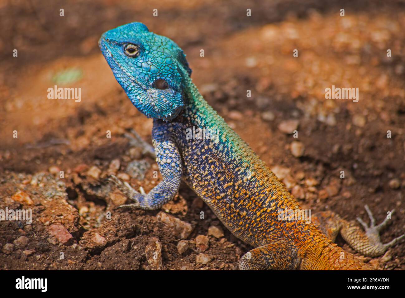 Tree agama lizard agama hi-res stock photography and images - Alamy