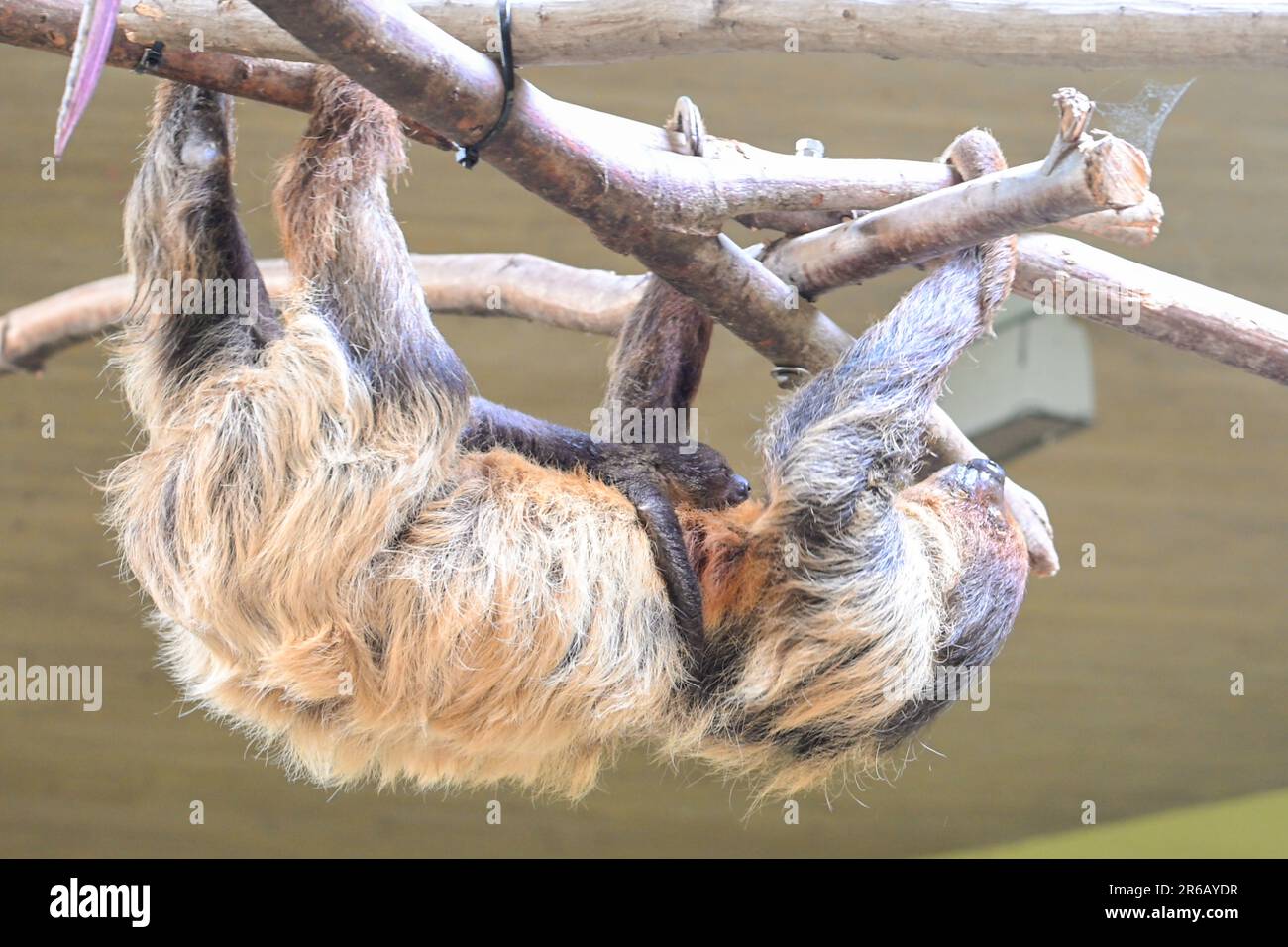 Dresden, Germany. 08th June, 2023. A young sloth lies on the belly of ...