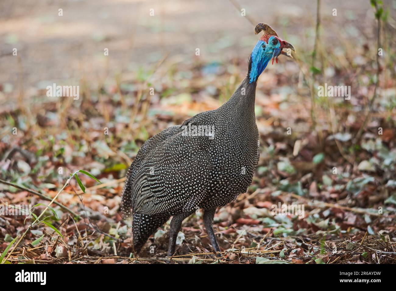 Helmeted guinea fowl bird hi-res stock photography and images - Alamy