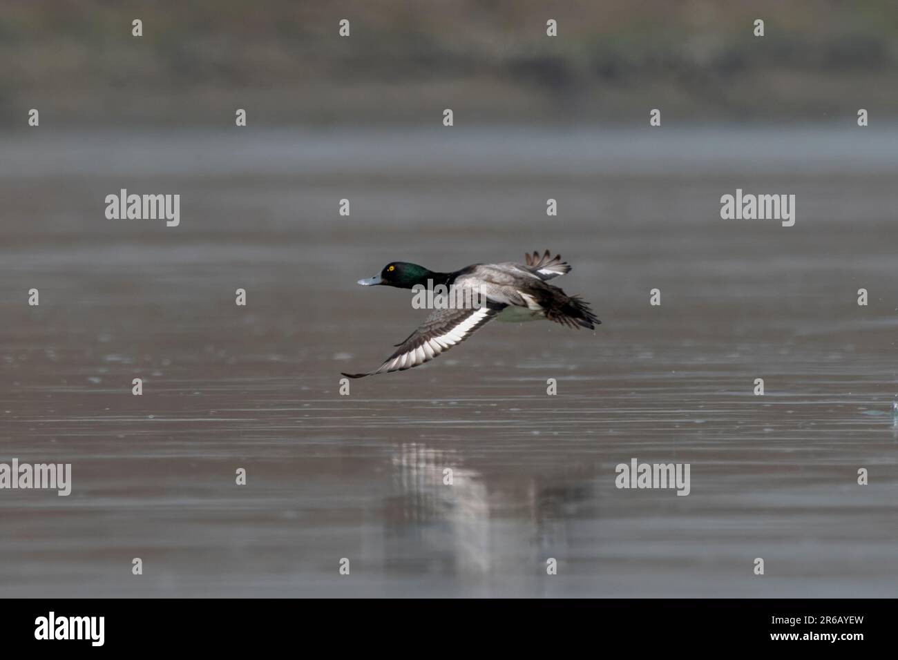 Bluebill duck hi-res stock photography and images - Alamy