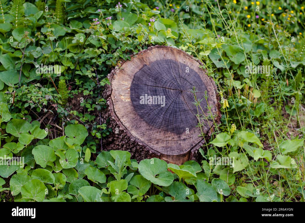 plank surface of tree trunk Stock Photo - Alamy