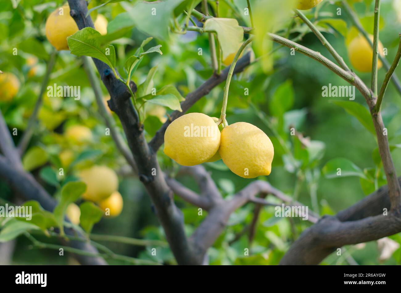 growing lemons on lemon tree, exotic fruit Stock Photo - Alamy