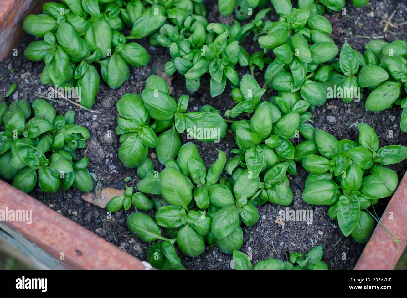 Top view young basil hi-res stock photography and images - Alamy