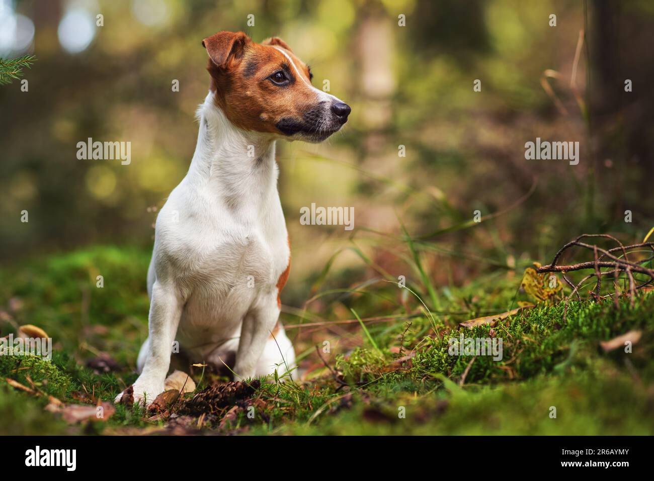 Small Jack Russell terrier sitting on forest path with leaves, moss and ...