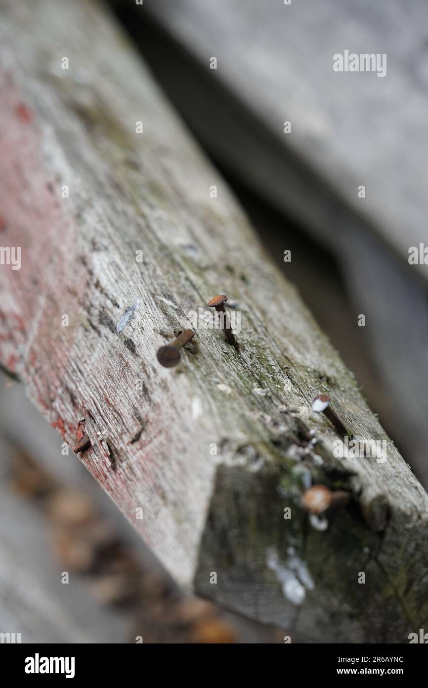 A close-up image of nails embedded in the wooden beam of a building ...