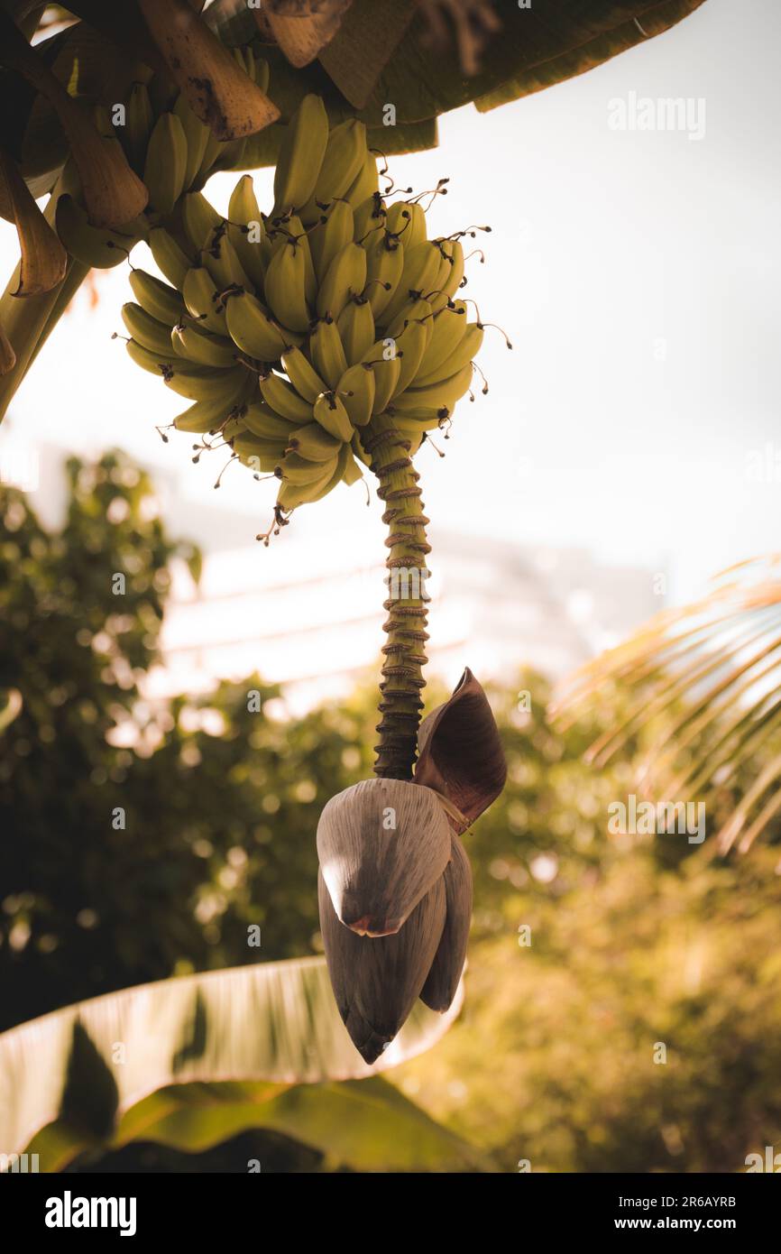 A lush green banana tree growing in the backyard, with lush green ...