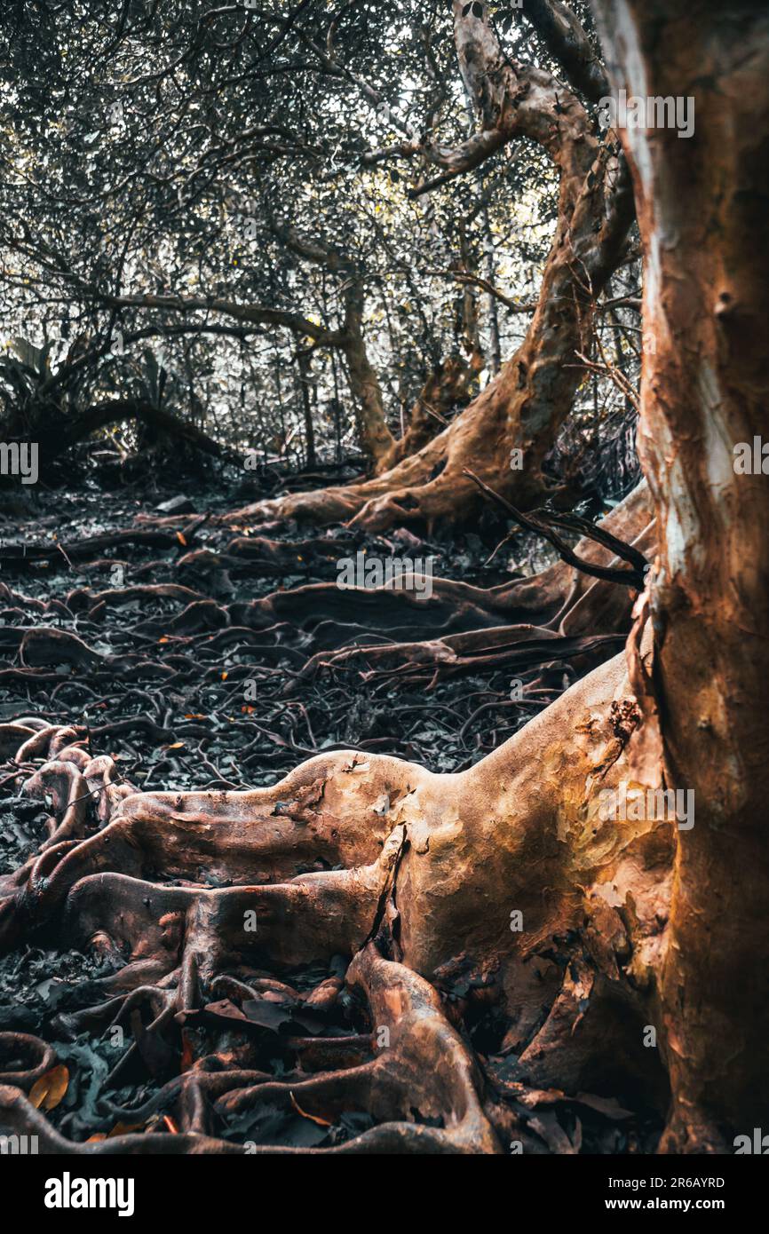 A majestic, isolated tree stands in a barren landscape, its large roots ...