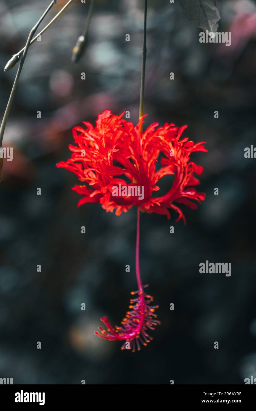 Spider hibiscus hi-res stock photography and images - Alamy