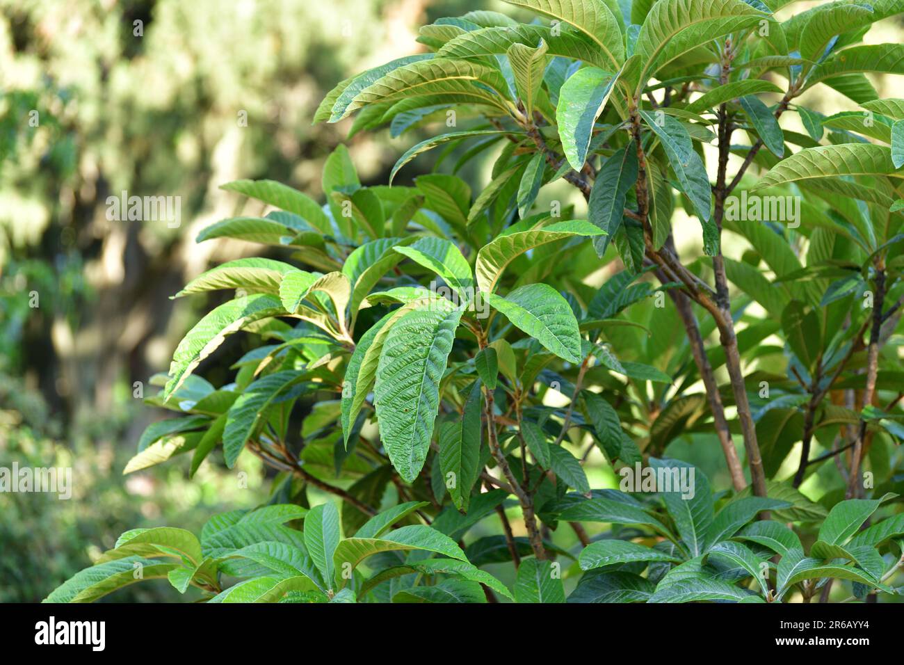 Japanese medlar is an evergreen fruit-bearing tree Stock Photo - Alamy