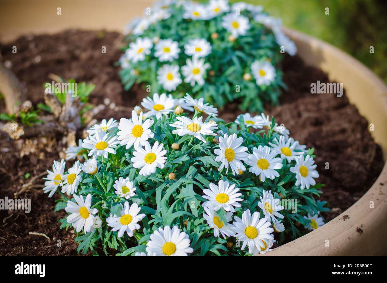 Beautiful white daisy flowers hi-res stock photography and images - Alamy