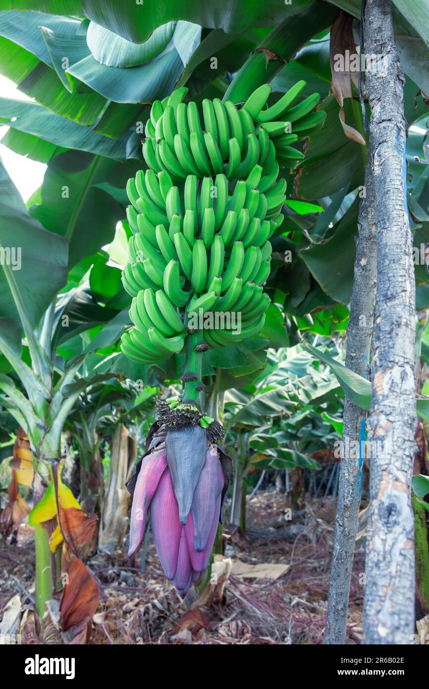 Detail of green bananas bunch. Color green. Vertical view Stock Photo ...