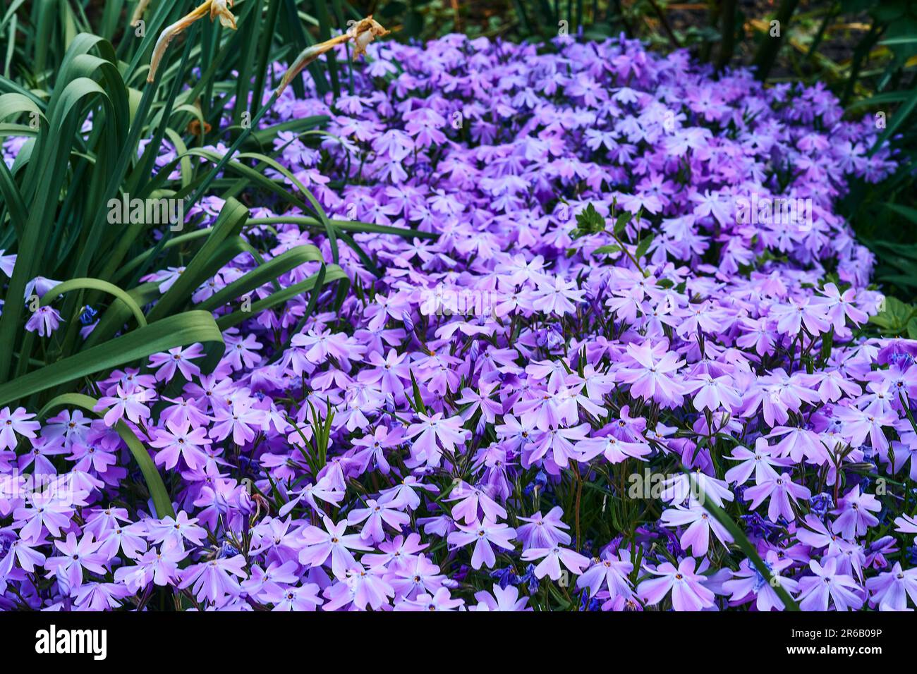 Mattiola hi-res stock photography and images - Alamy