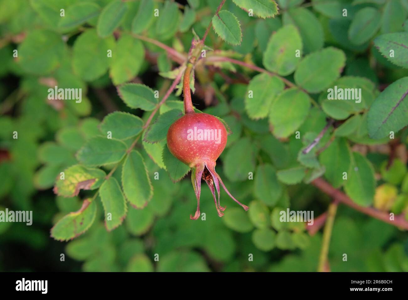 Rose seeds on a bush in garden. Rose valley. Rose hip in bush in garden ...