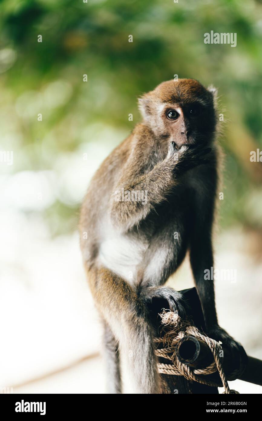 A small monkey perched atop a tall tree Stock Photo - Alamy
