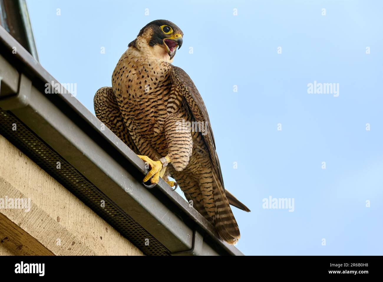 portrait female Peregrine Falcon on a church roof (Falco peregrinus ...